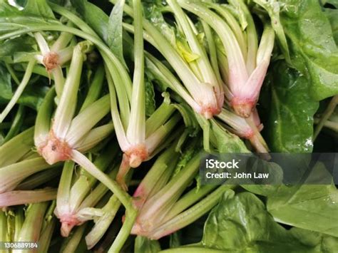 Spinich Segar Yang Ditanam Secara Lokal Yang Menunjukkan Detail Dasar Foto Stok Unduh Gambar