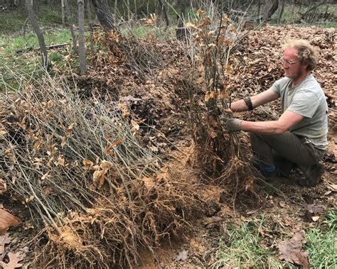 Community Solidarity Agroforestry — Silver Run Forest Farm Community Solidarity Agroforestry — Silver Run Forest Farm