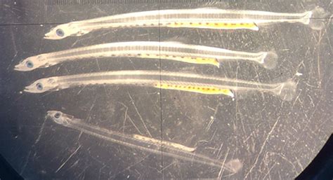 Iceland Raises Capelin In Laboratory For First Time Undercurrent News