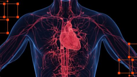 New Research Shows Relationship Between Heart Shape And Risk Of