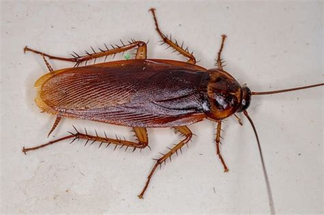 Barata Americana Adulta Da Espécie Periplaneta Americana Cometendo