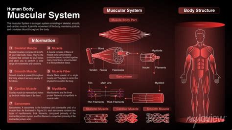 Vector Diagrams Of Human Body Muscular System Function Organs