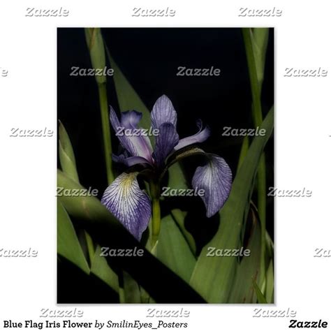 Blue Flag Iris Flower Poster Zazzle Iris Flowers Blue Flag Iris