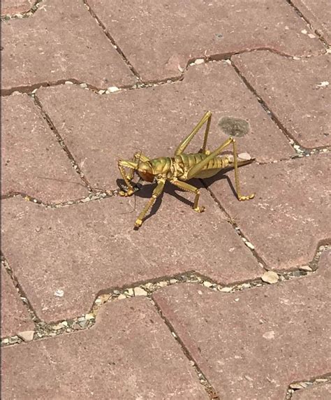 Looks Cool And Is It Different From A Normal Grasshopper Rwhatsthisbug
