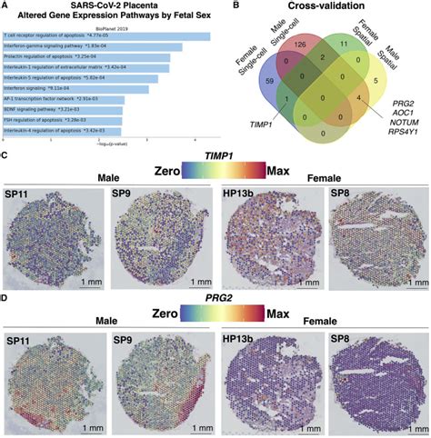 Sars Cov 2 Niches In Human Placenta Revealed By Spatial Transcriptomics