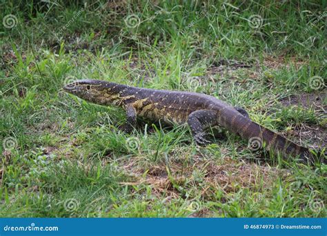 Wasser Monitor Eidechse Im Okavango Delta In Botswana Stockbild Bild