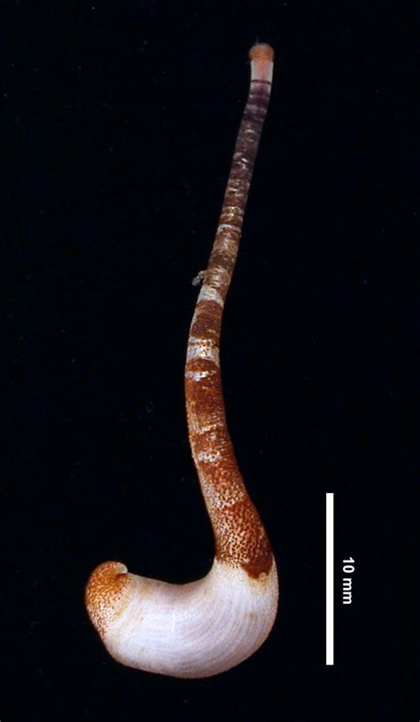 Real Monstrosities Peanut Worm