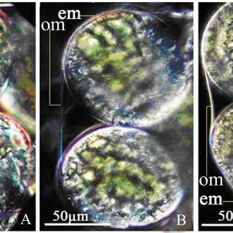 Copepod Egg Structure Before And After Heat Treatment A Eggs Before