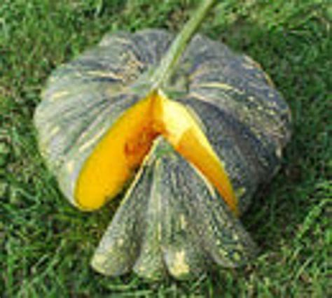 10 Super Mama Hybrid Squash Avg Weight 8 10 Lbs Sweet Mama Kabocha