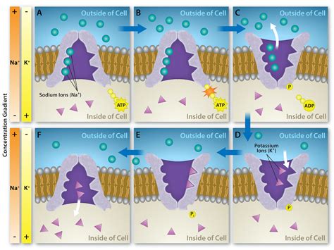 224 Active Transport Biology Libretexts