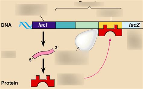 Inducible Gene Regulation Operon Off Diagram Quizlet
