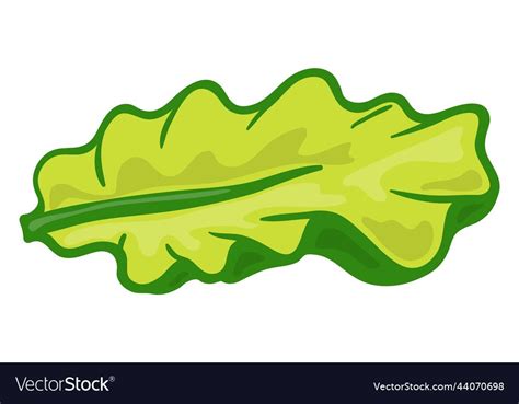 Lettuce Icon Green Salad Leaf Vector Image