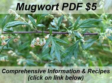 Mugwort Pictures Flowers Leaves And Identification Artemisia Vulgaris