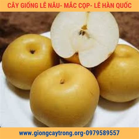 Mắc Cọp Loại Quả đặc Sản Của Vùng Cao Tây Bắc 0979589557