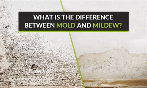 Mold Vs Mildew Key Differences Health Risks And Identification