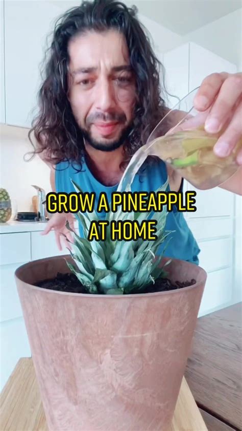 Tiktok · Creative Explained Propagating Plants Growing Pineapple