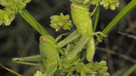 Grasshopper Theme For Windows 10 And 11