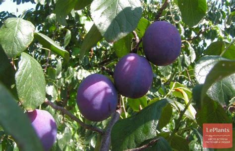 Слива 'Венгерка домашняя' — описание сорта, характеристики | на LePlants.ru