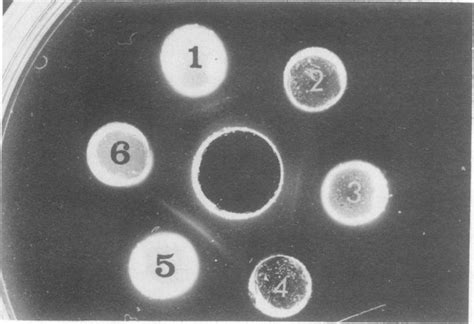 Agar Gel Diffusion Analysis Of Antigens From Hsv 1 Transformed L Cells