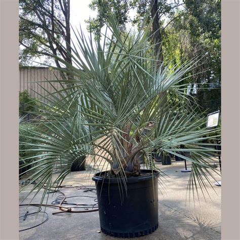 Pindo Palm Tree Cold Hardy Atlanta Palms