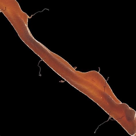 Axon Dendrite 3d Model Turbosquid 1329917