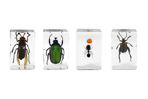 3d Bug Specimen Kit 5 Celestron Employee Store