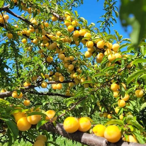 Shiro Plum Tree Trees Outlet Online