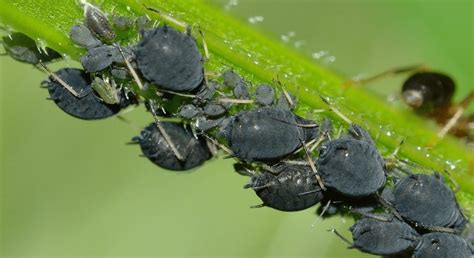 Common Types Of Aphids And How To Spot Them Seed Sheets