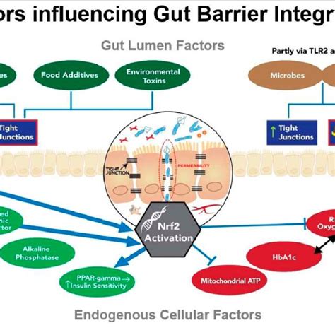 Key Factors Contributing To Gut Barrier Integrity Through Its Tjs The