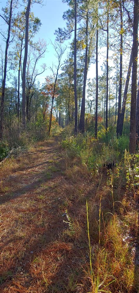 De Soto National Forest South Mississippi Just My Local Trail But I