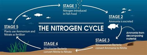 Aquatic Nitrogen Cycle Diagram The Nitrogen Cycle