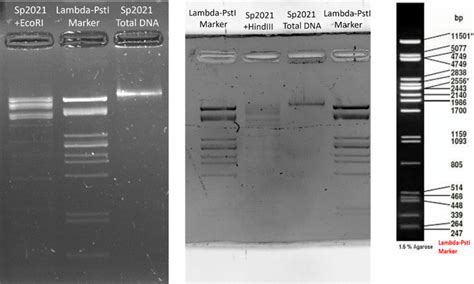 1 Agarose Gel Views Of The Sp2021 Total Genome After Restriction