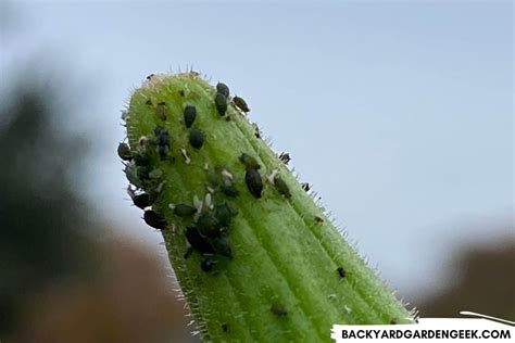Getting Rid Of Aphids On Okra 11 Things You Should Do Backyard Garden Geek