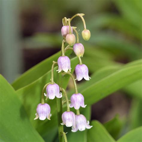 Lily Of The Valley Planting And Growing Guide Easy To Grow Easy To
