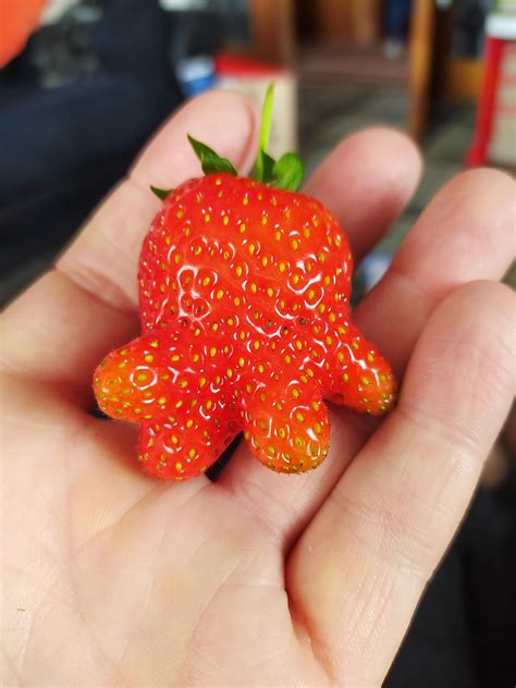 Squid Baron Irl Rshantae