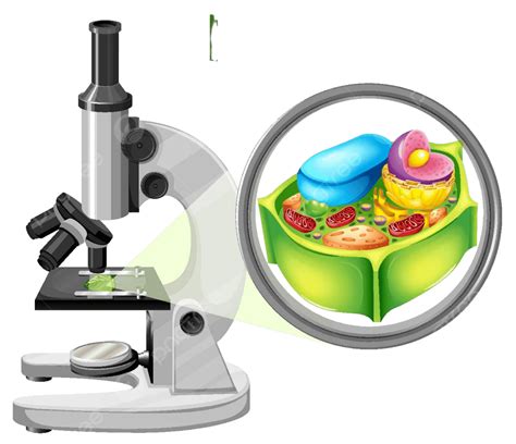 Microscope With Plant Cell Diagram Science Biology Scientific Vector Science Biology
