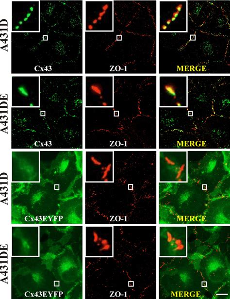 Gap Junction Assembly Dependent Co Localization Of Connexin43 And Zo 1