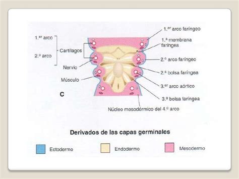 Arcos Faríngeos Embriología De Cabeza Cara Y Cuello Montalván Mirand