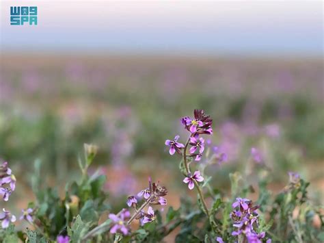 الخزامى” ترسم لوحة بديعة في صحاري جنوب رفحاء في مشاهد خلابة على مد النظر