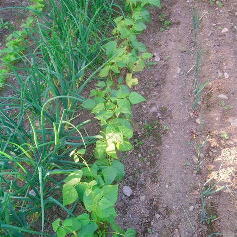 Dwarf French Bean Black Coco Irish Seed