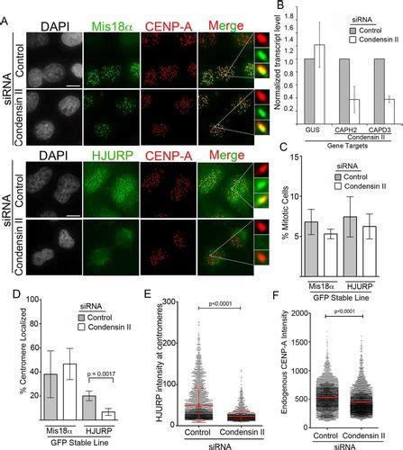 Hjurp Interaction With The Condensin Ii Complex During G1 Promotes Cenp A Deposition Molecular