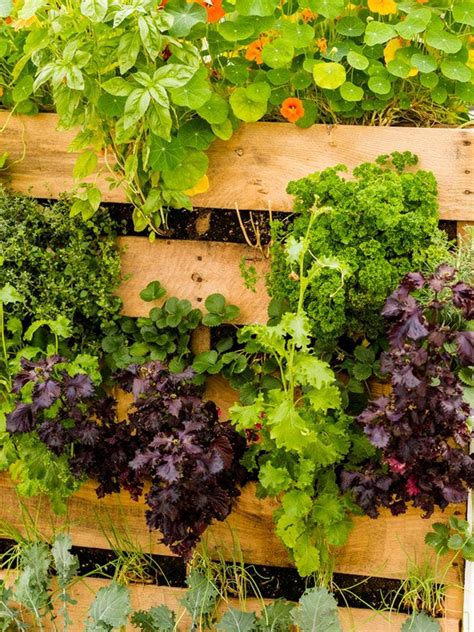 Tomato Planters Pallet Vertical Garden Rebeccas Bird Gardens Blog