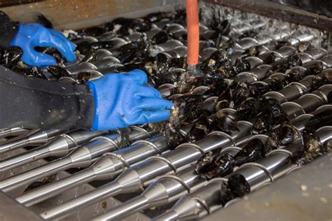 Maine Farmed Shellfish Market Analyses Gulf Of Maine Research Institute