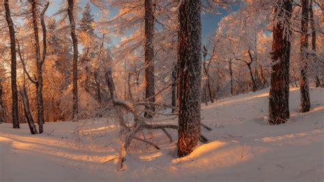 Russian Winter Forest From A Fairy Tale · Russia Travel Blog