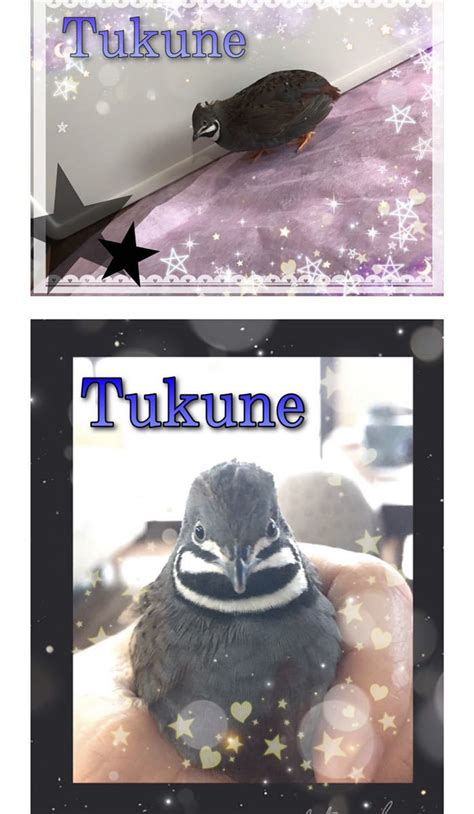 Yahooオークション 姫うずら 姫ウズラ ひめうずら ヒメウズラ 白姫