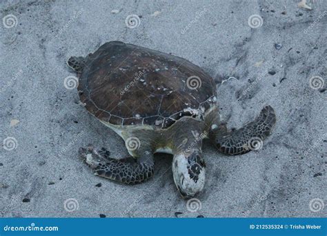 Sea Turtle Black And White Digital Illustration Green Turtle