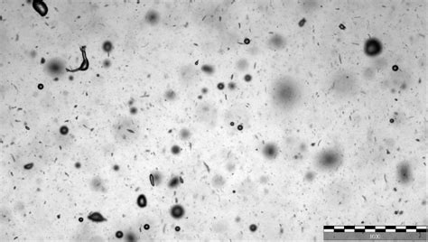 Optimization Of The Enzyme Harvesting Pixact