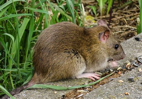 Species Of Rats 64 Rat Species Goodnature Usa