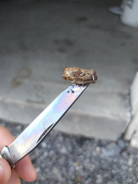 The First And Only Bat Skull I Will Ever Own Since I Found It And Know