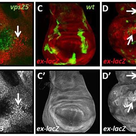 Georg Halder Ku Leuven Leuven Ku Leuven Department Of Human Genetics
